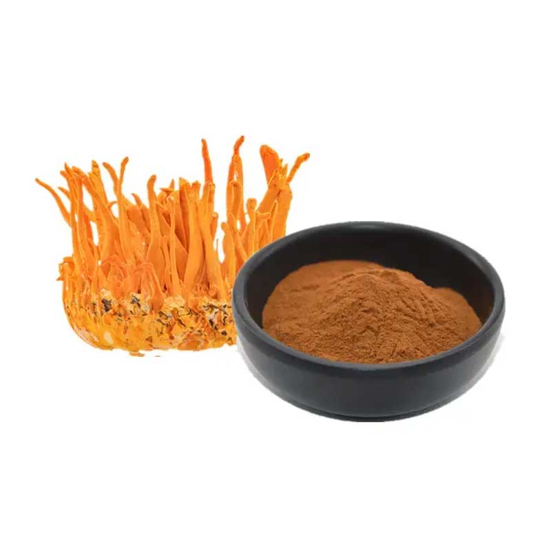 Cordyceps Militaris Extract Powder – HongHaoherb