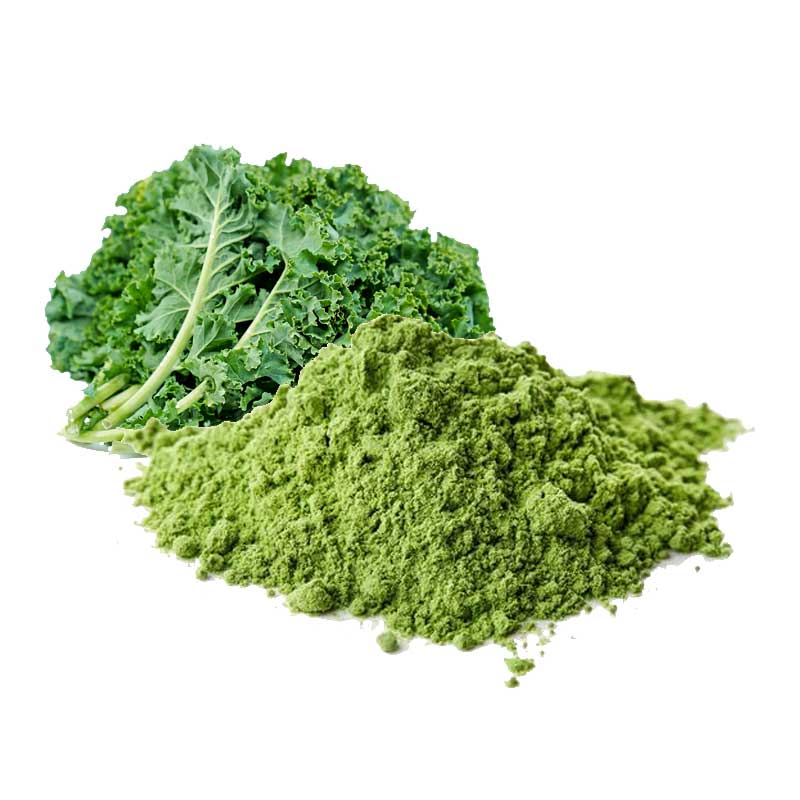 Organic Kale Powder supplier- HongHaoherb