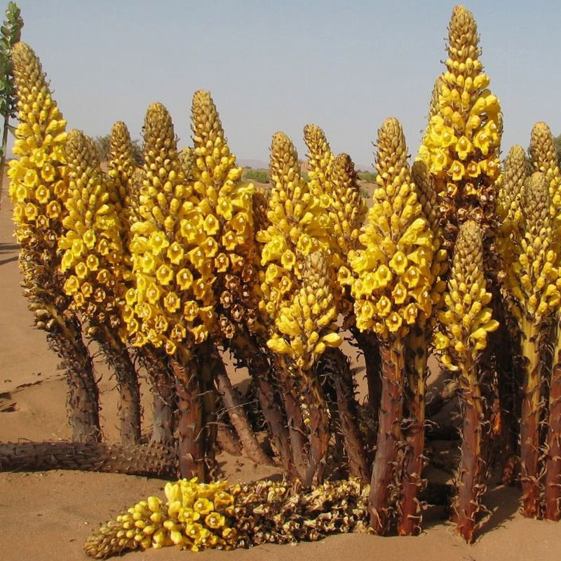 Cistanche Tubulosa Extract Powder – HongHaoherb