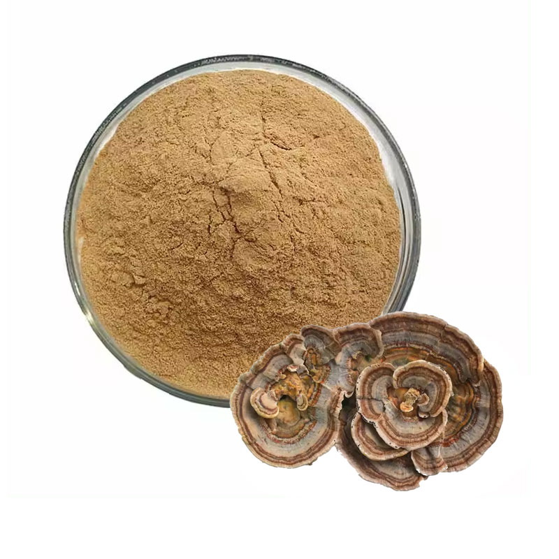 Organic Turkey Tail Extract supplier-HongHaoherb